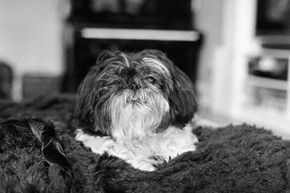 Ilford HP5 Plus 400 Review - Why It's My Favorite B&W Film Stock