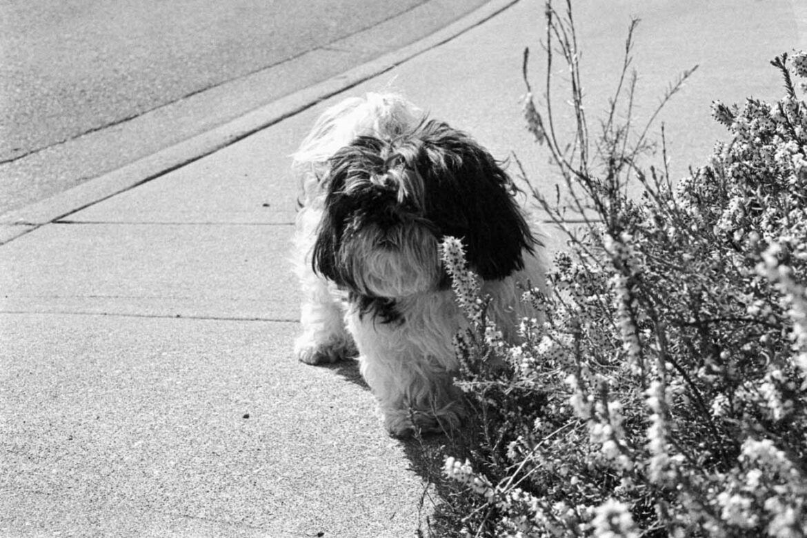 Ilford HP5 Plus 400 Review - Why It's My Favorite B&W Film Stock