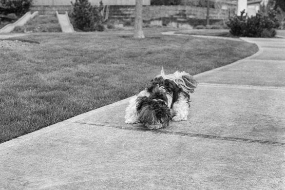 Ilford HP5 Plus 400 Review - Why It's My Favorite B&W Film Stock