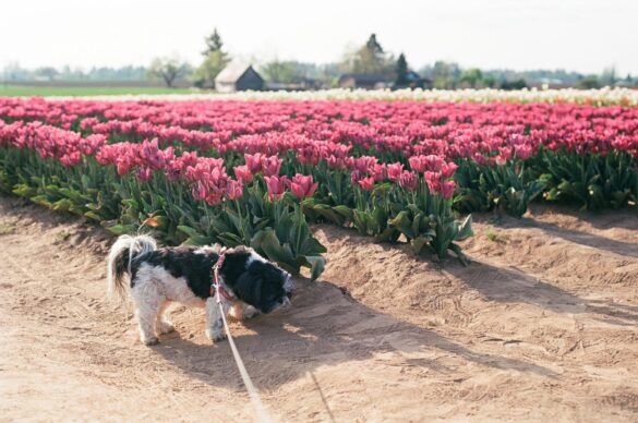 Kodak Ektar 100 Review - Is It Worth It?