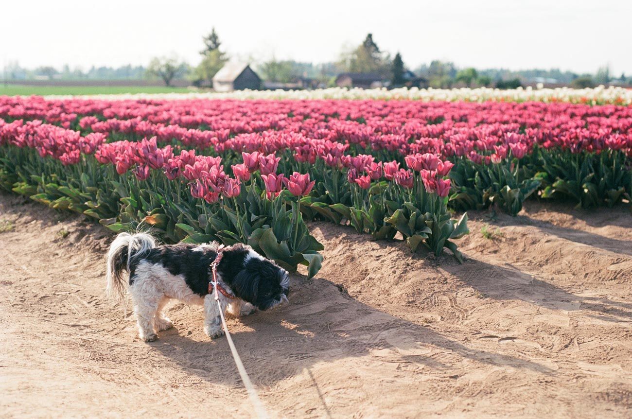 Kodak Ektar 100 Review - Is It Worth It?