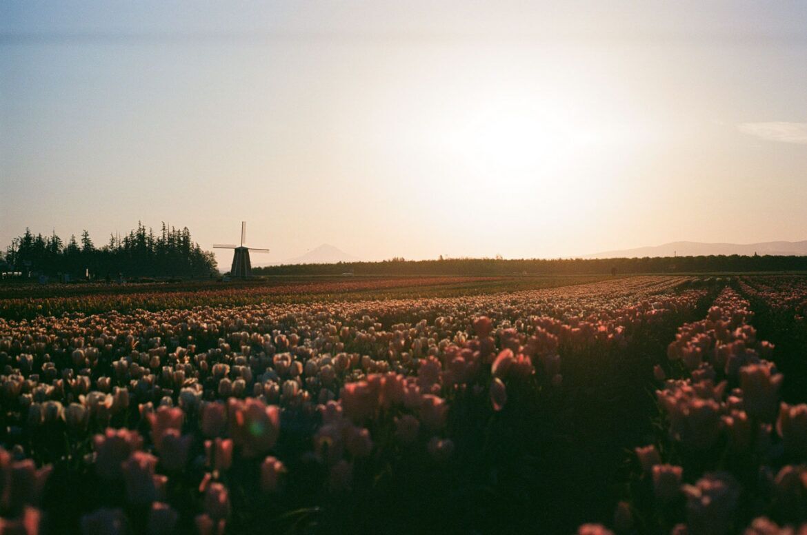 Kodak Ektar 100 Review - Is It Worth It?