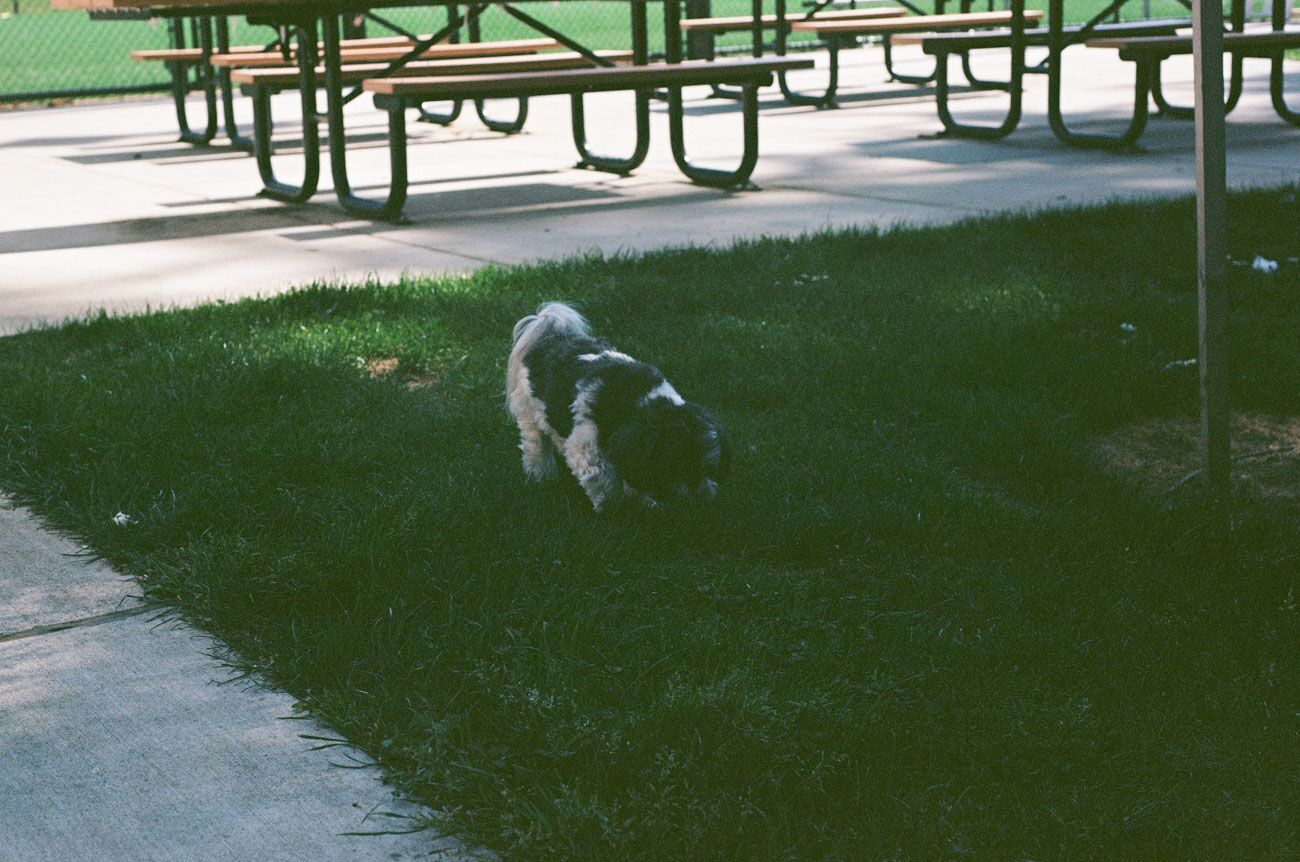 Kodak Ektar 100 Review - Is It Worth It?